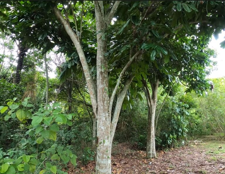A andiroba é famosa por suas propriedades - Botonnê Dicas
