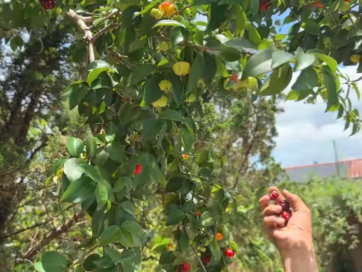 A pitanga é uma fruta típica da Mata Atlântica: conheça sua origem e ...