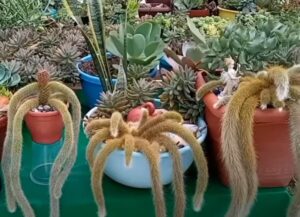 Planta Rabo de Macaco: TUDO que Você precisa Saber- Botonnê